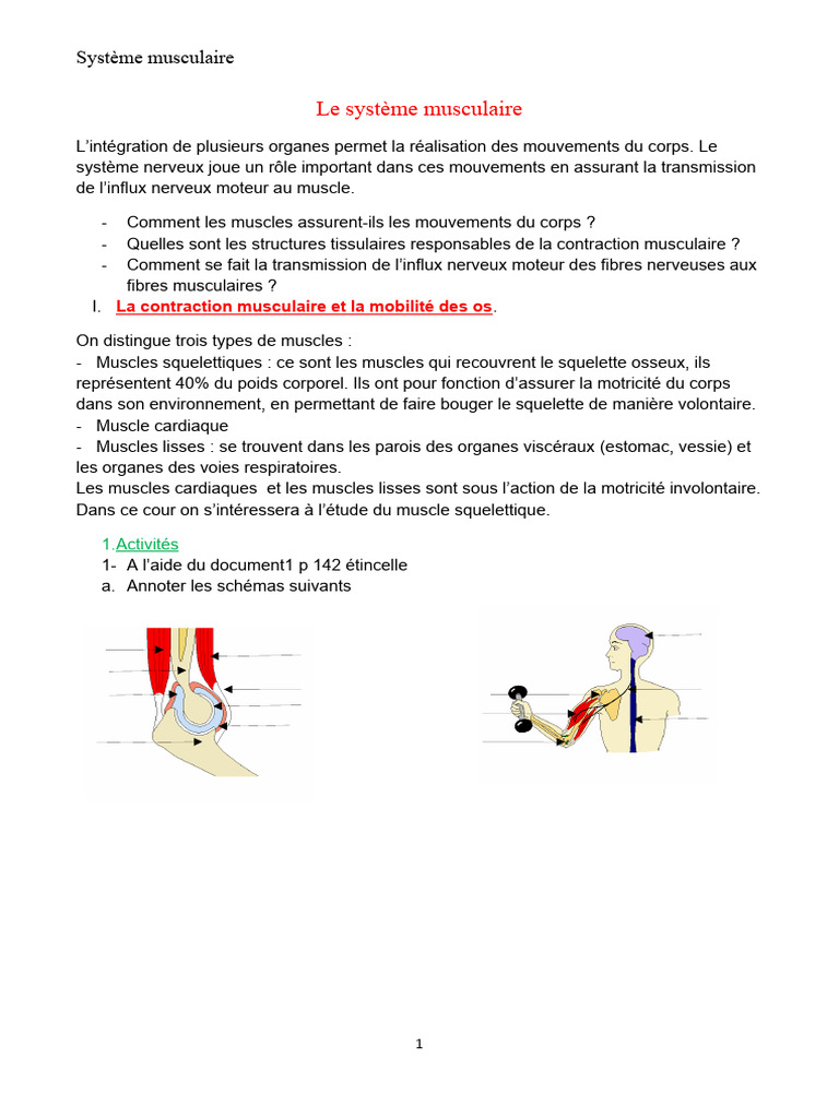 Propriétés et fonctionnement du muscle squelettique | PDF | Muscle ...