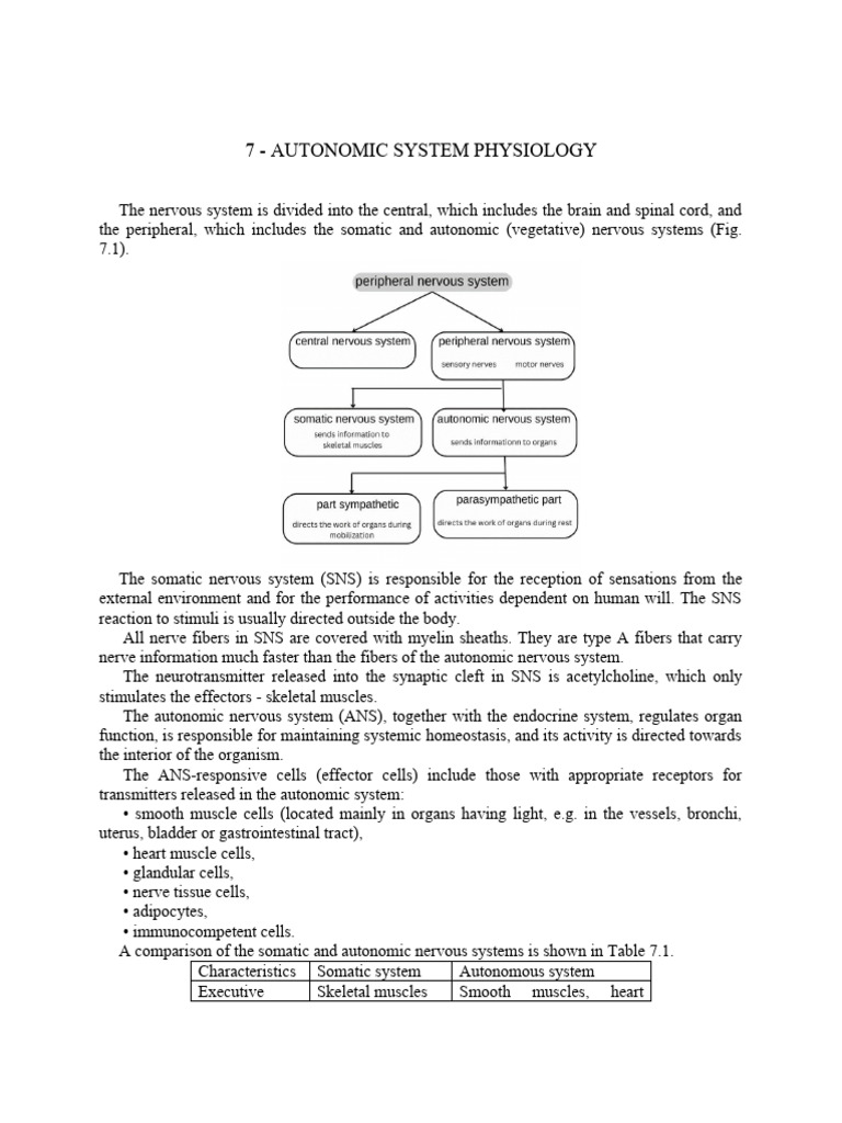 Autonomic System Physiology | PDF | Acetylcholine | Nervous System