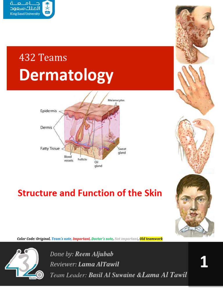 1- Anatomy of the Skin | PDF | Epidermis | Skin