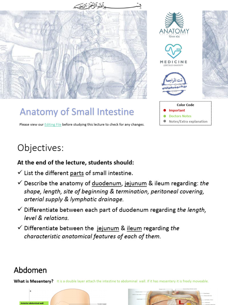 5 - Anatomy of Small Intestines | PDF | Small Intestine | Angiology