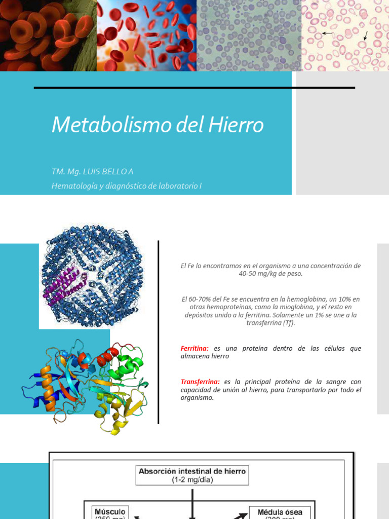 Metabolismo Del Hierro 2023 | PDF | Hierro