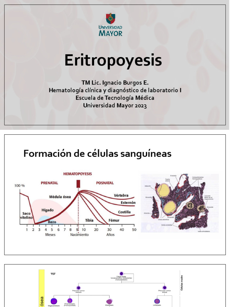 Eritropoyesis Y Fisiología Del Eritrocito Pdf Glóbulo Rojo