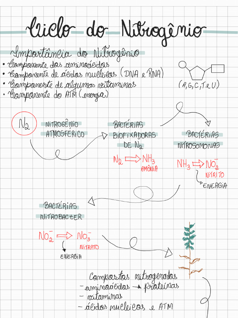 Ciclo Do Nitrogênio _230923_115449 | PDF