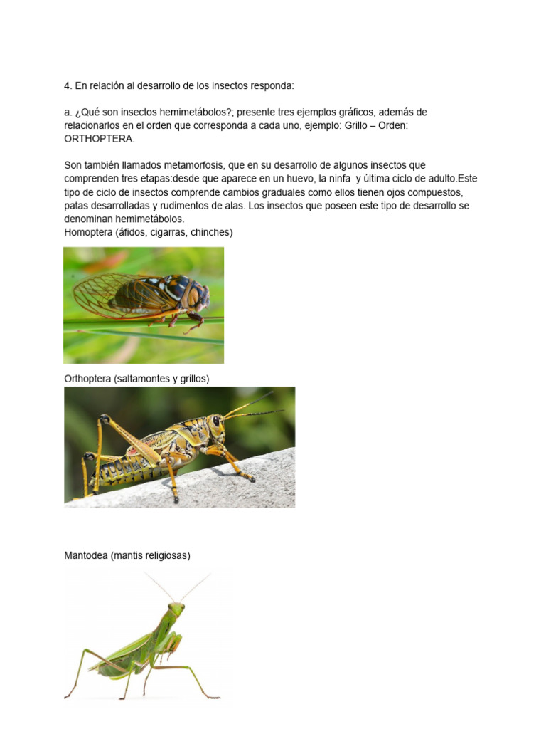 Juan | PDF | Insectos | Reproducción
