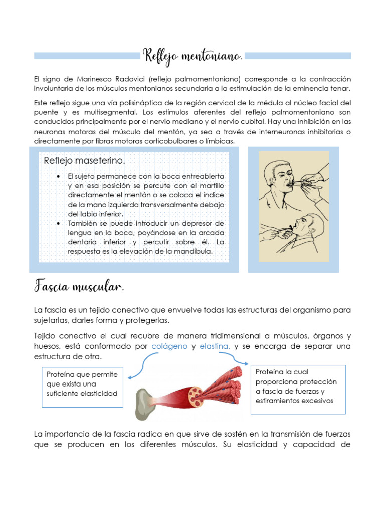 Reflejo Mentoniano | Descargar gratis PDF | Anatomía | Anatomía humana