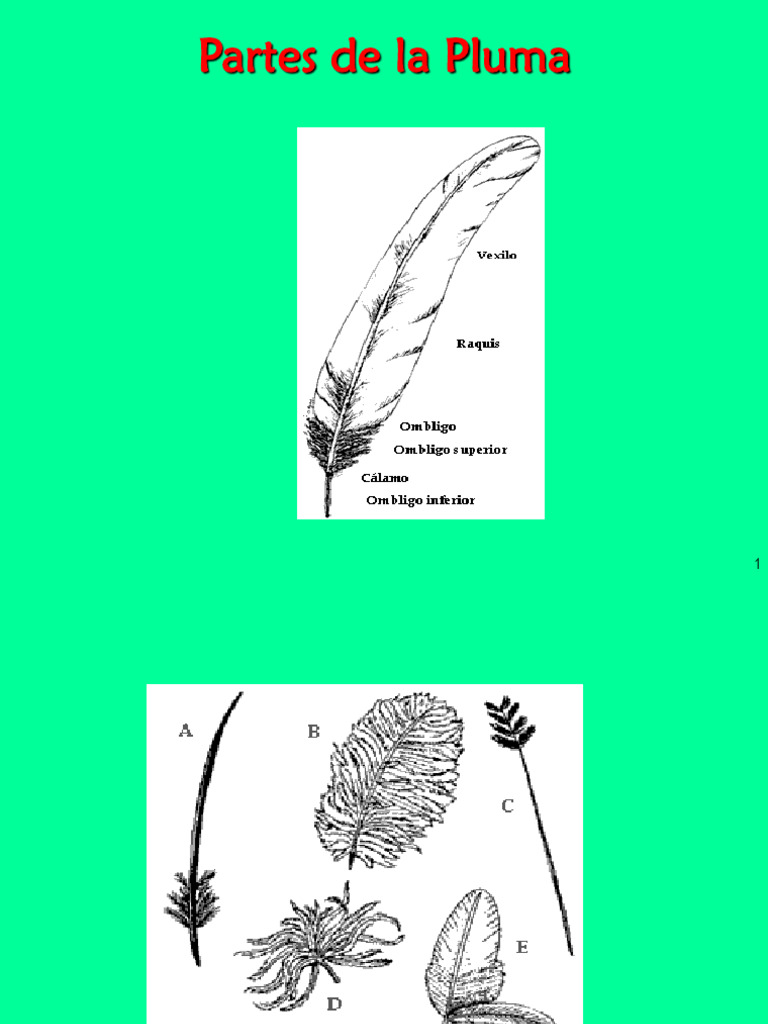 Clase 1. Anatomia de Las Aves | PDF | Músculo | Respiración