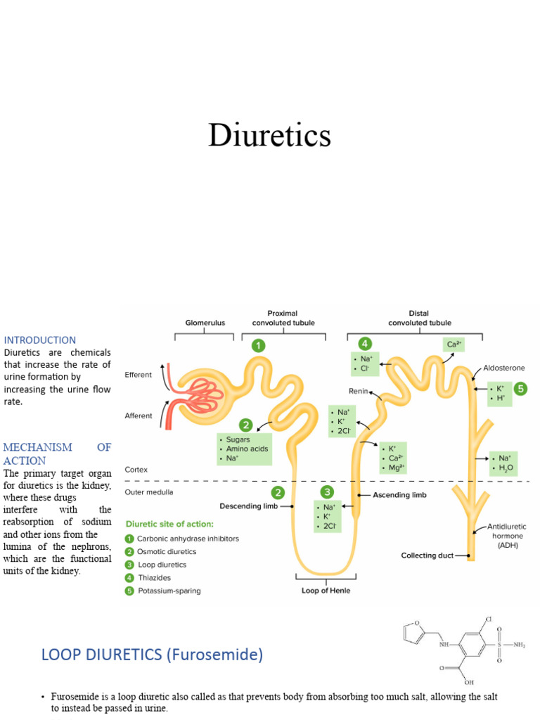 Diuretics (1) | PDF | Kidney