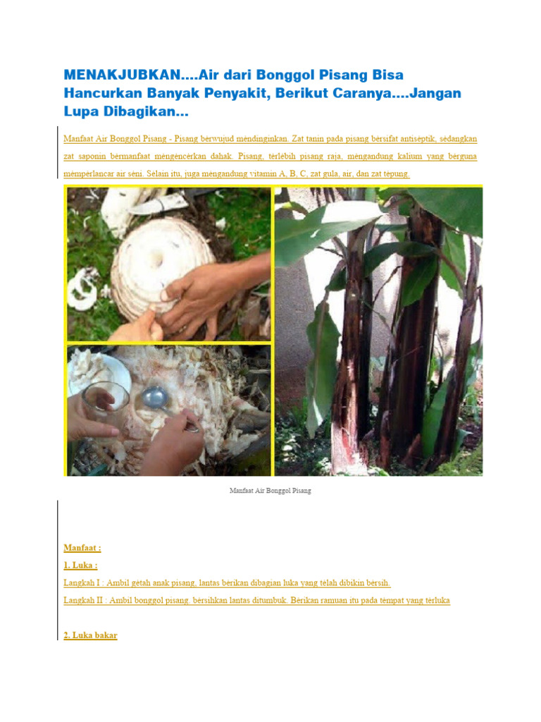 Manfaat Air Bonggol Pisang untuk Kesehatan | PDF