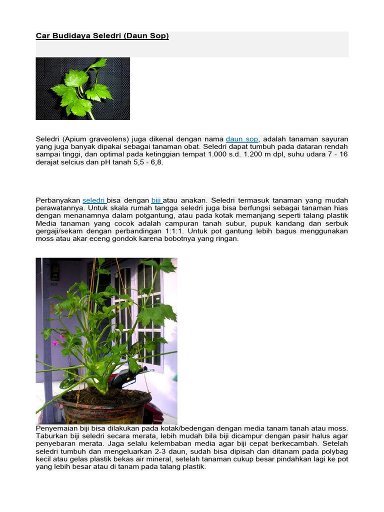 Budidaya Seledri dan Daun Sop | PDF