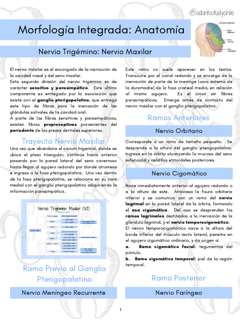 Anatomía del Nervio Maxilar Trigémino | PDF | Cabeza y cuello humanos ...