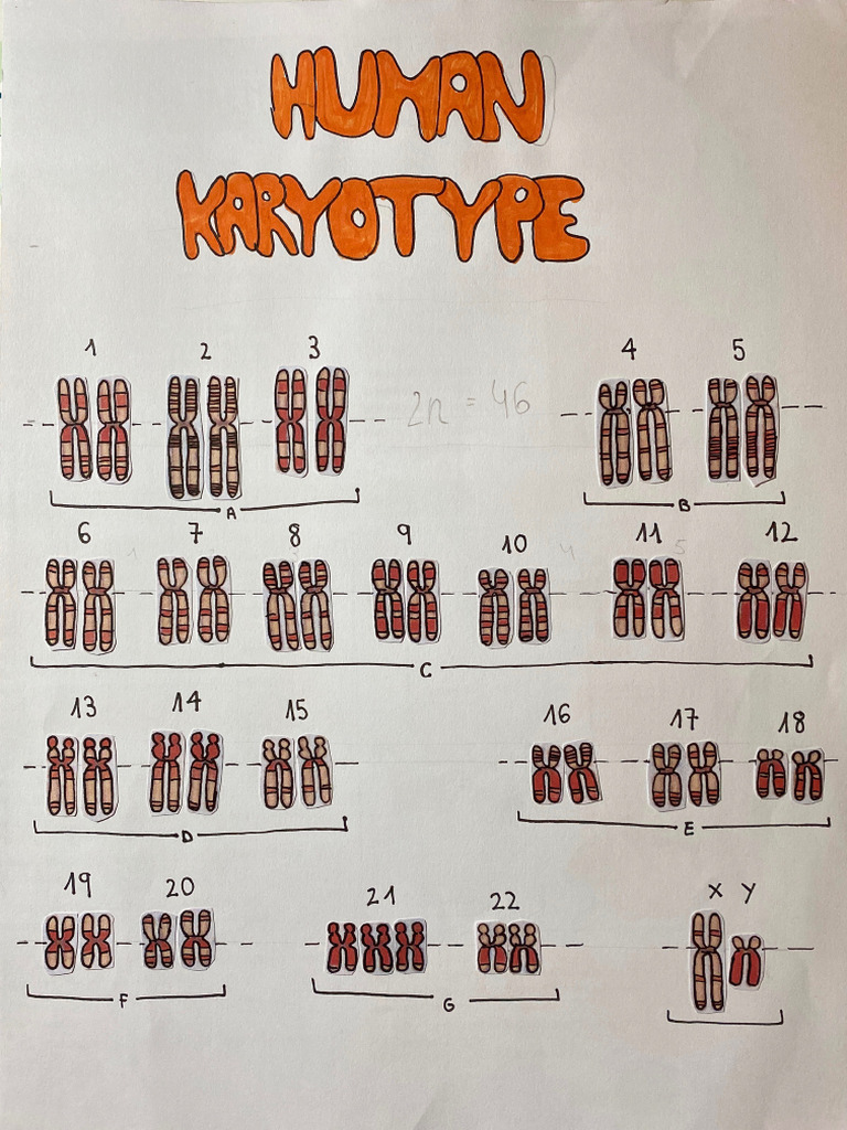 BIOLOGY human karyotype | PDF