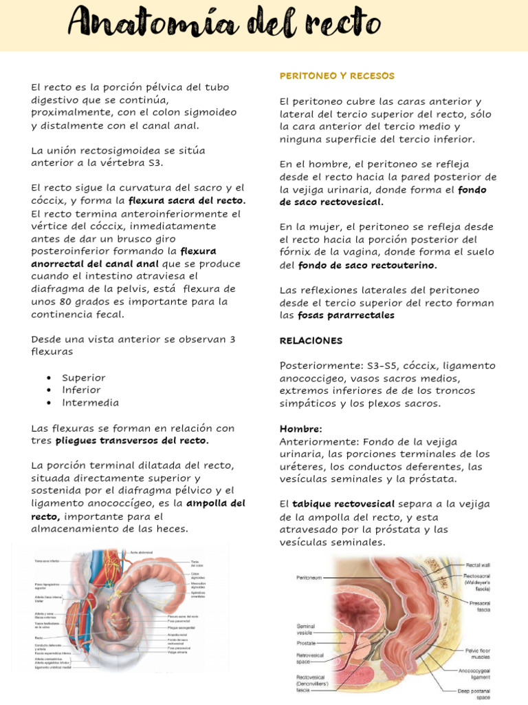 Anatomia Recto | Descargar gratis PDF | Recto | Pelvis