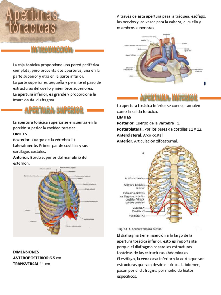 Aperturas Toracicas | PDF