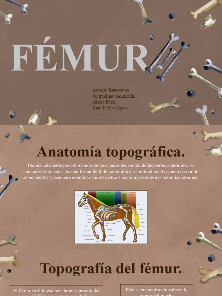 Anatomía del fémur en animales | PDF | Sistema musculoesquelético ...