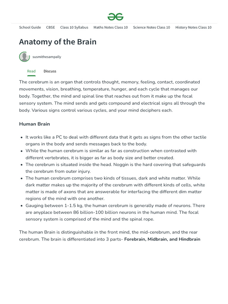 Anatomy of The Brain - GeeksforGeeks | PDF | Neuron | Brain