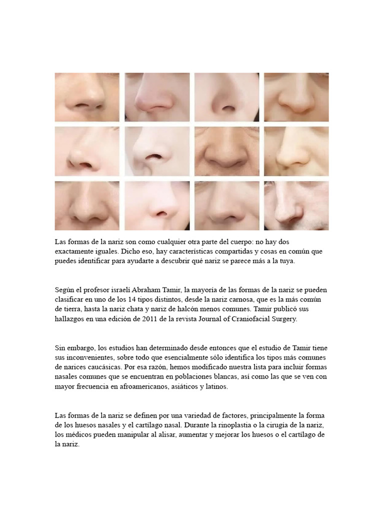 tipos de naríz y sus características | PDF | Rinología