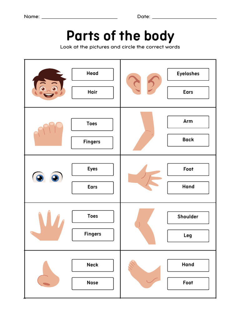 Animal Action Verbs Worksheet | PDF | Zoology