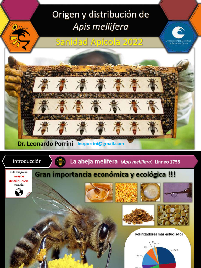Clase 3. Teoria - Origen y Distribución de Apis Mellifera SANIDAD APICOLA 2022 | PDF | Western ...