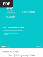 Musculos de La Nuca | PDF | Anatomía humana | Sistema musculoesquelético