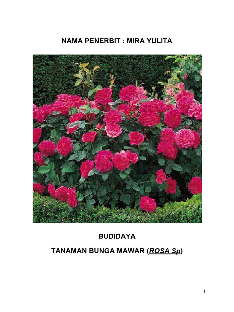 Makalah Budidaya Tanaman Bunga Mawar Ros | PDF