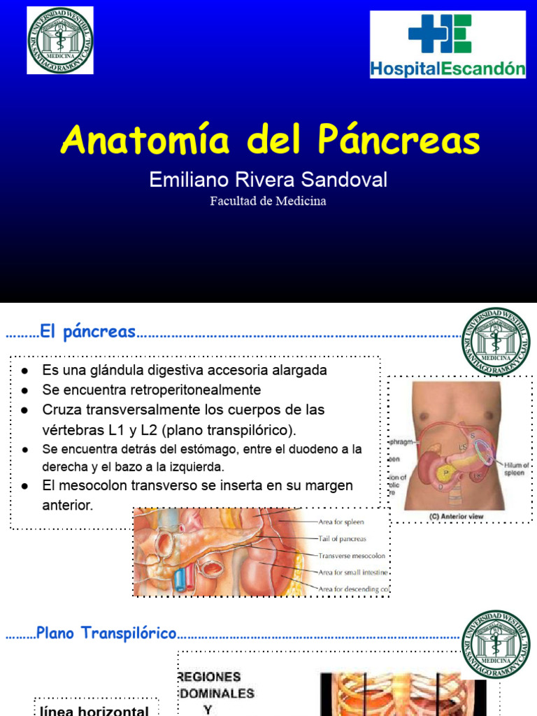 Anatomía Del Páncreas Emiliano | Descargar gratis PDF | Páncreas ...