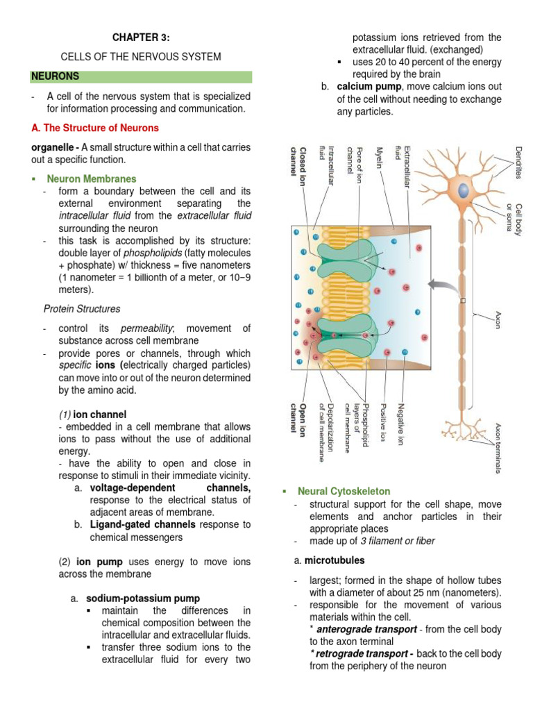 CHAPTER 3 BioP Notes - 090340 | PDF | Chemical Synapse | Action Potential