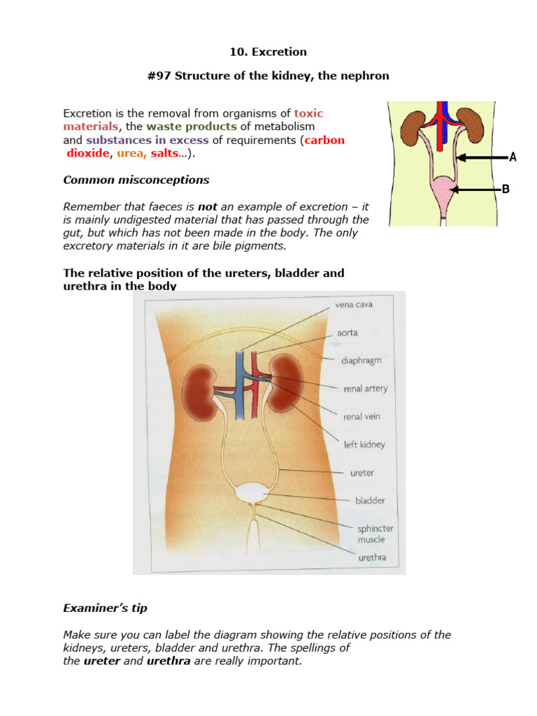 10 Excretion Biology Notes IGCSE 2014 | PDF | Kidney | Urinary System