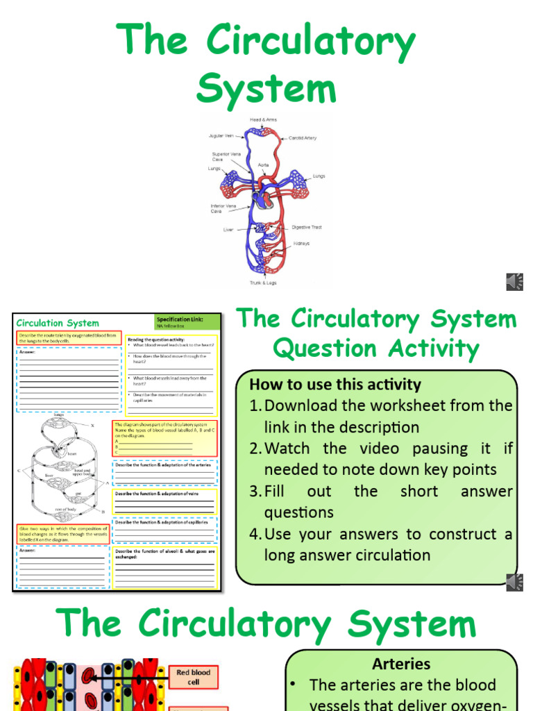 Circulation Practice Exam Question | PDF | Artery | Blood Vessel