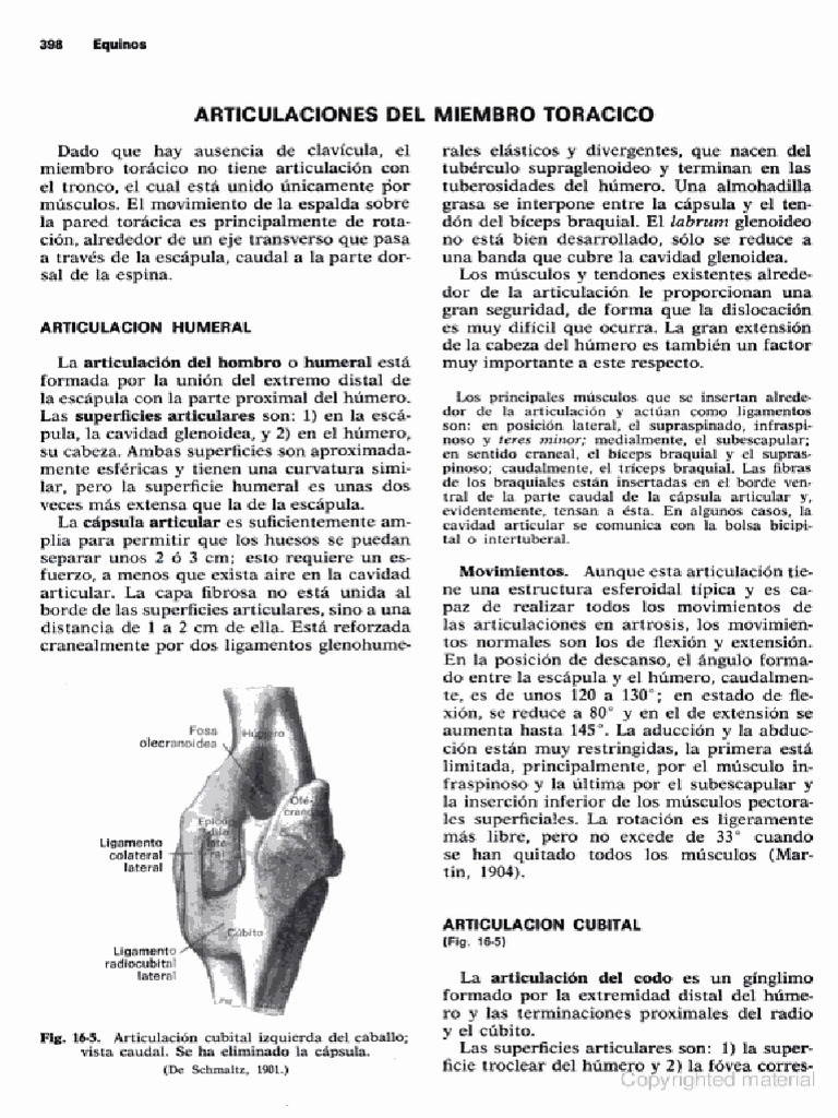 Articulaciones Del Miembro Torácico y Pélvico Del Caballo | PDF | Articulación | Sistema ...
