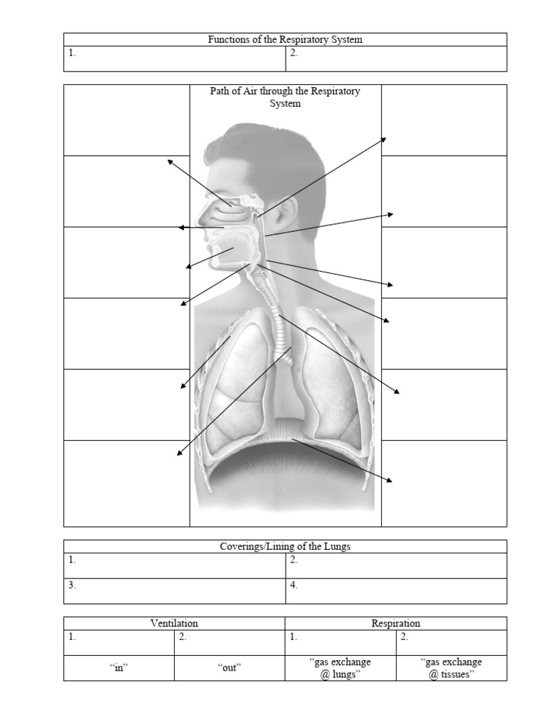 Ch 13 Handout Respiratory(1) (2) | PDF | Respiratory System | Breathing