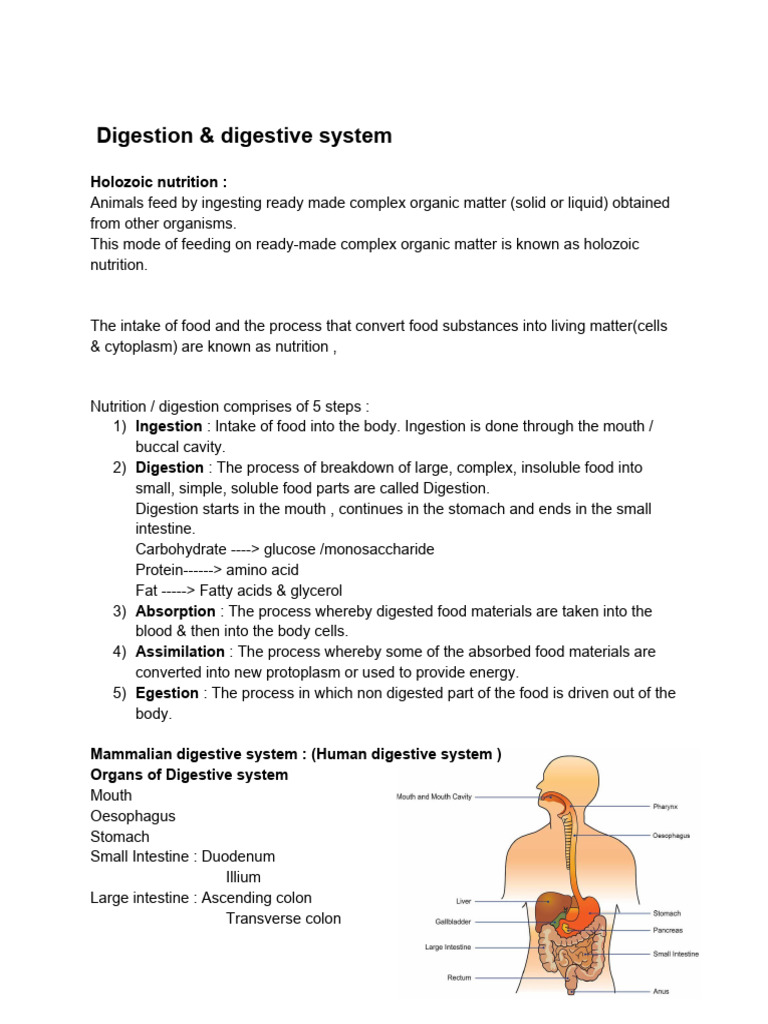 Understanding Digestion and the Digestive System | PDF | Stomach ...