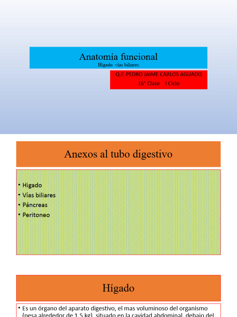 Anatomía Funcional 16° Clase | PDF | Hígado | Abdomen