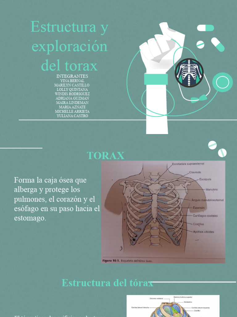 Estructura y Exploración del Tórax | PDF