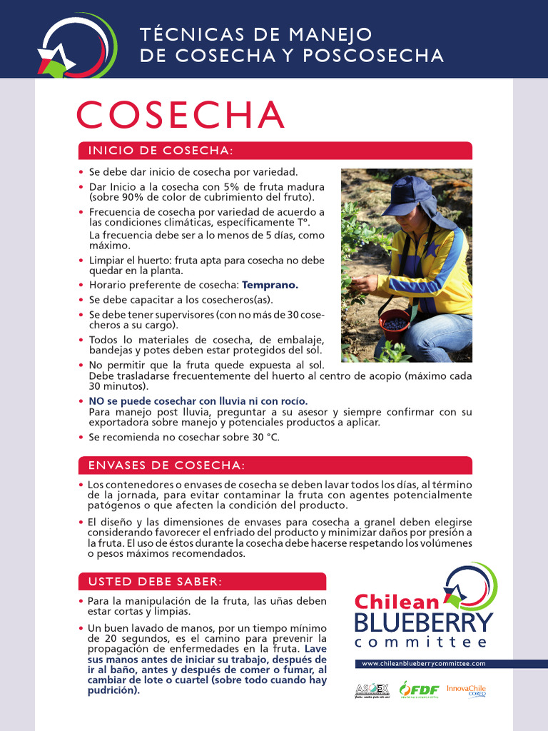 Guía de Cosecha y Poscosecha de Arándanos | PDF | Tecnología