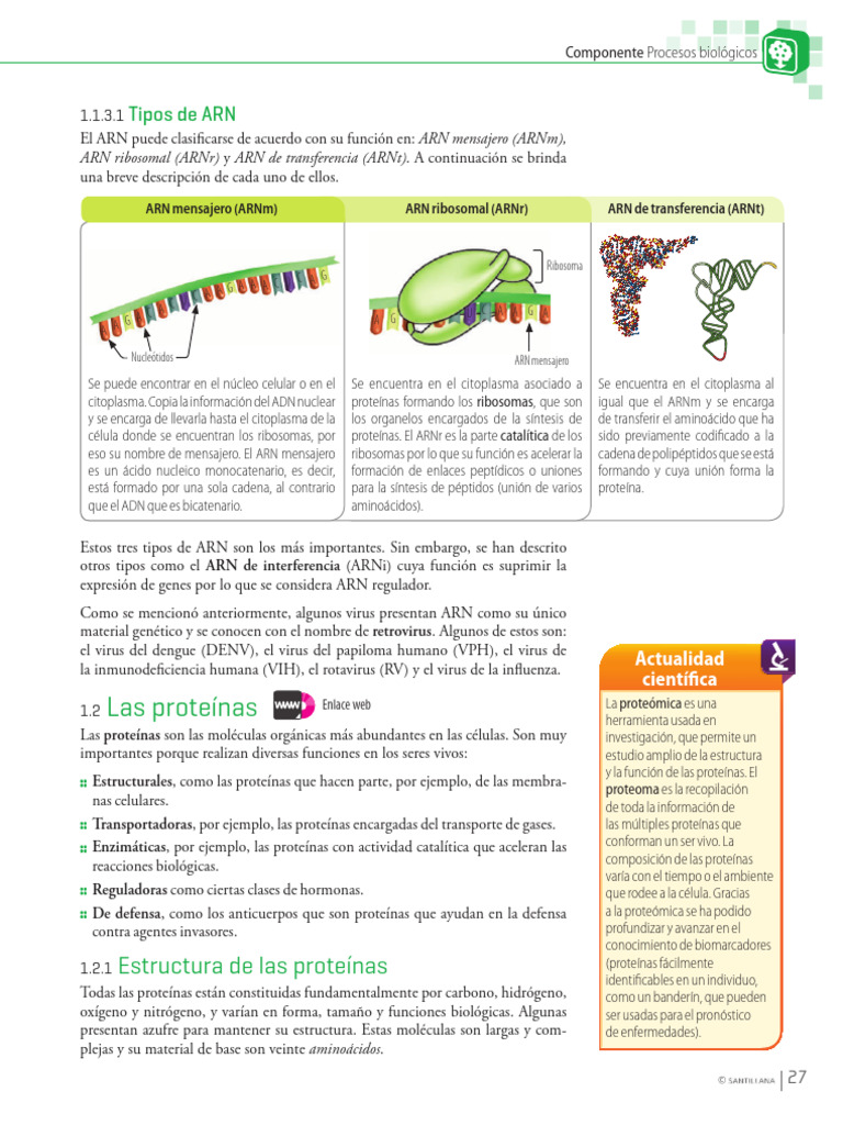 Grado 9° Proteinas y Aminoacidos | PDF | Rna | Aminoácidos
