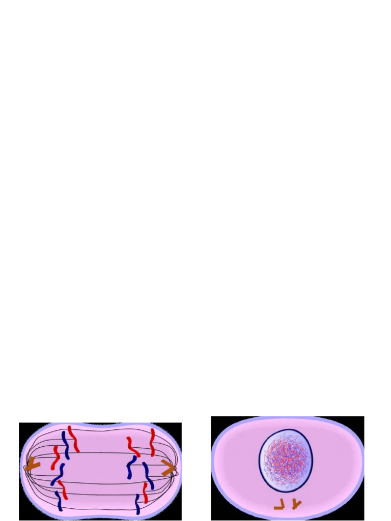 Science Sam | PDF | Mitosis | Biological Processes