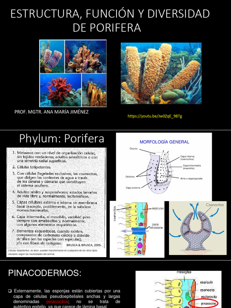 Clase # 2 Estructura, Función y Diversidad de Porifera | PDF | Esponja ...