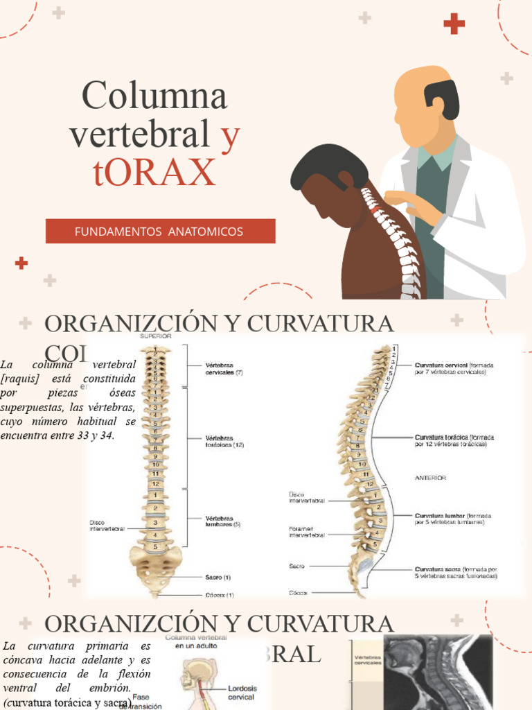Anatomía de la Columna Vertebral y Tórax | PDF | Vértebra | La columna ...