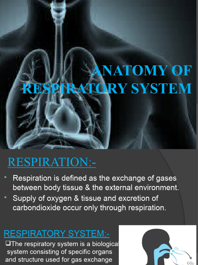 Respiratory System | PDF | Lung | Respiratory Tract