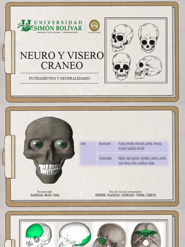 Neurocraneo y Viscerocraneo | PDF | Cráneo | Anatomía humana