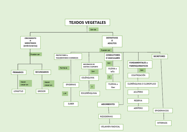 Mapa Conceptual de Los Tejidos Vegetales | PDF | Células | Organismos