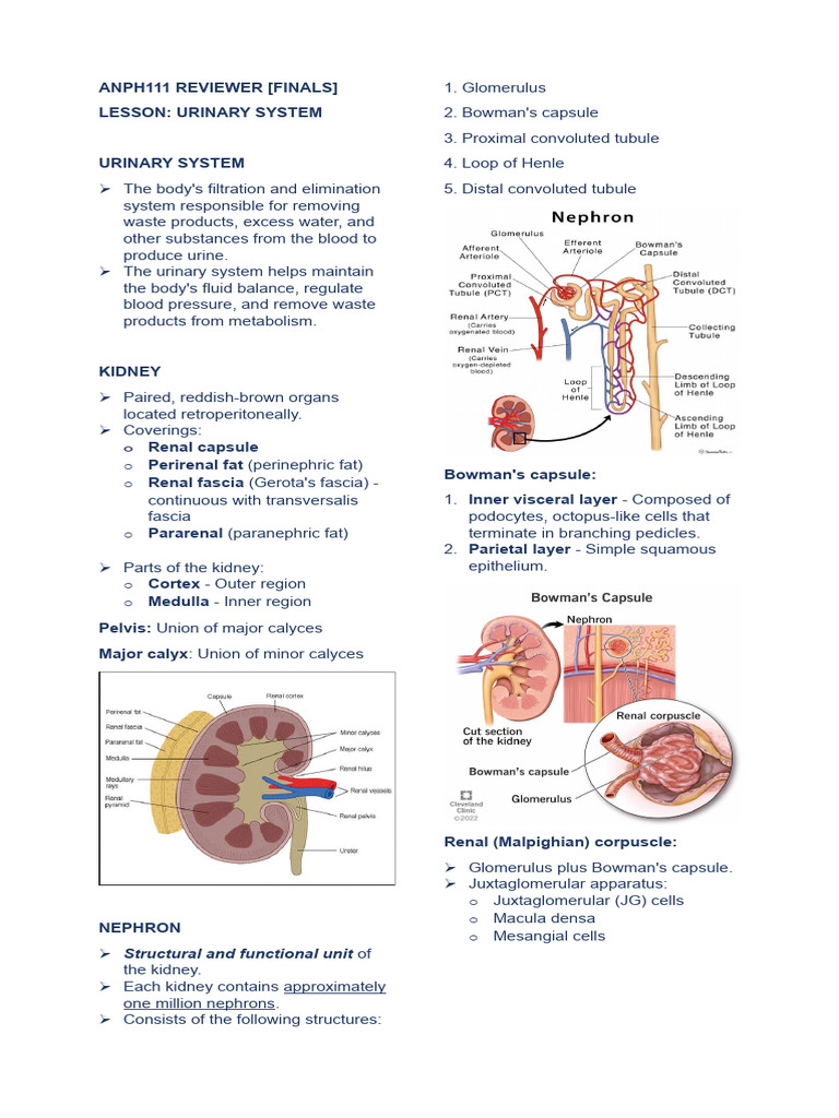 Urinary & Endocrine System Overview | PDF | Pituitary Gland | Kidney