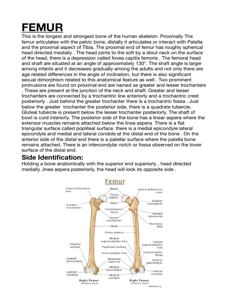 Human Bones Anatomy | PDF | Anatomical Terms Of Location | Limbs (Anatomy)