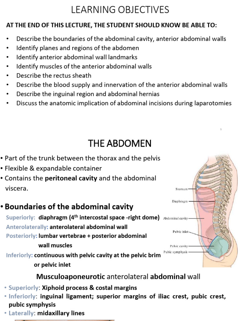 Abdominal Walls - HB 2 | PDF | Abdomen | Pelvis