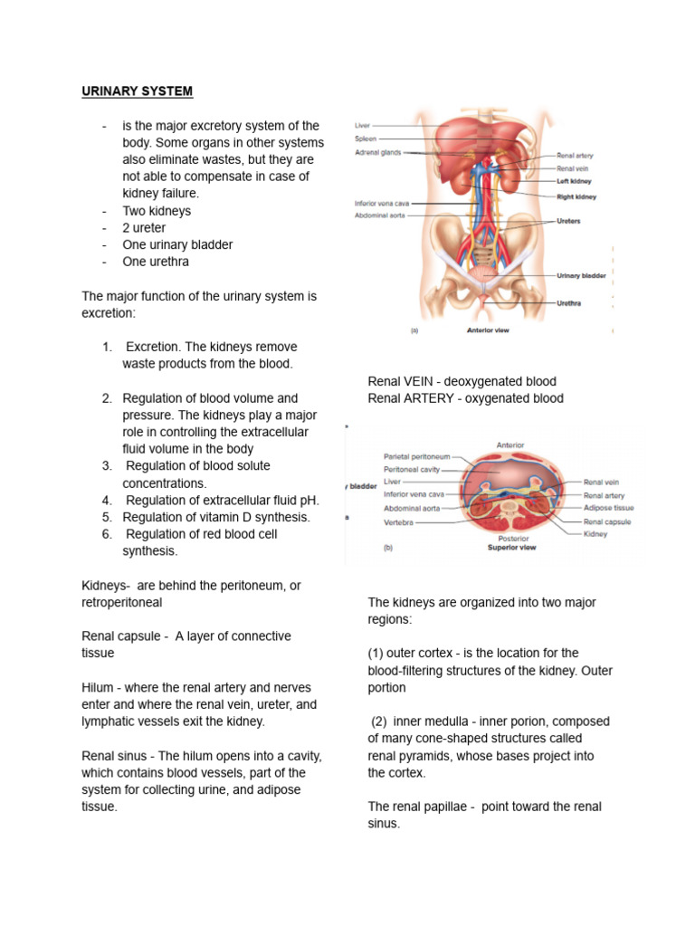 URINARY SYSTEM - Finals | PDF | Kidney | Animal Anatomy