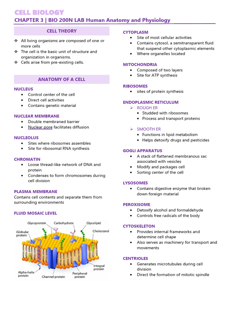 Anaphy Reviewer Lab Prelim | PDF | Epithelium | Connective Tissue