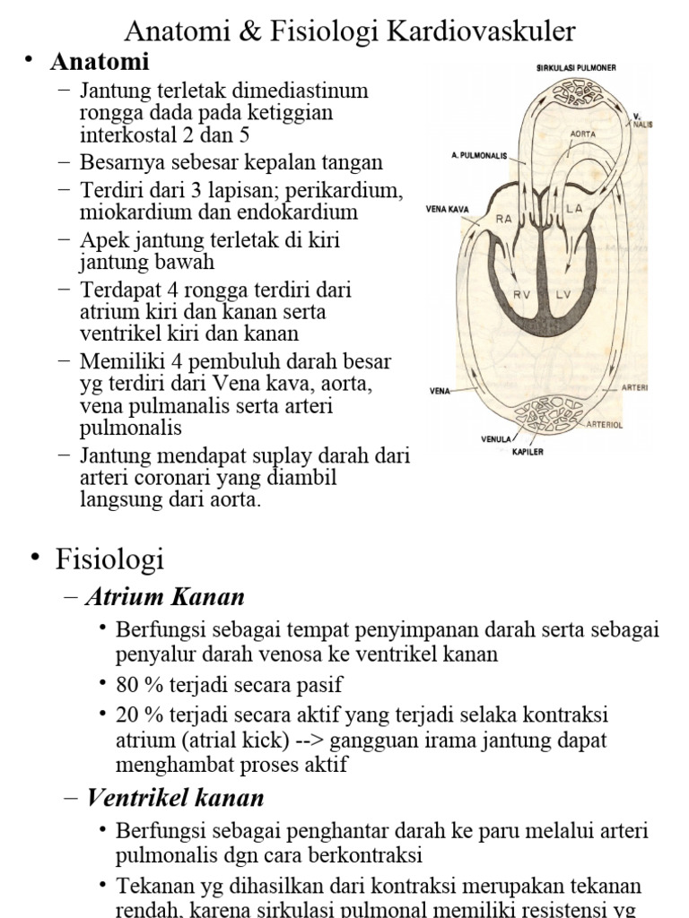 Anatomi Kardiovaskuler | PDF