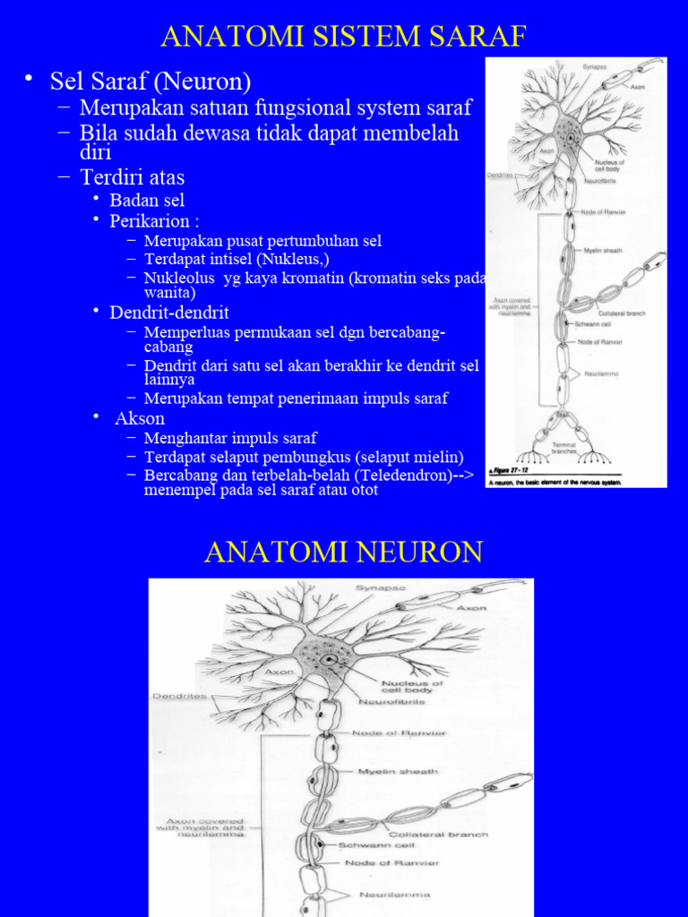 Anatomi Sistem Saraf | PDF