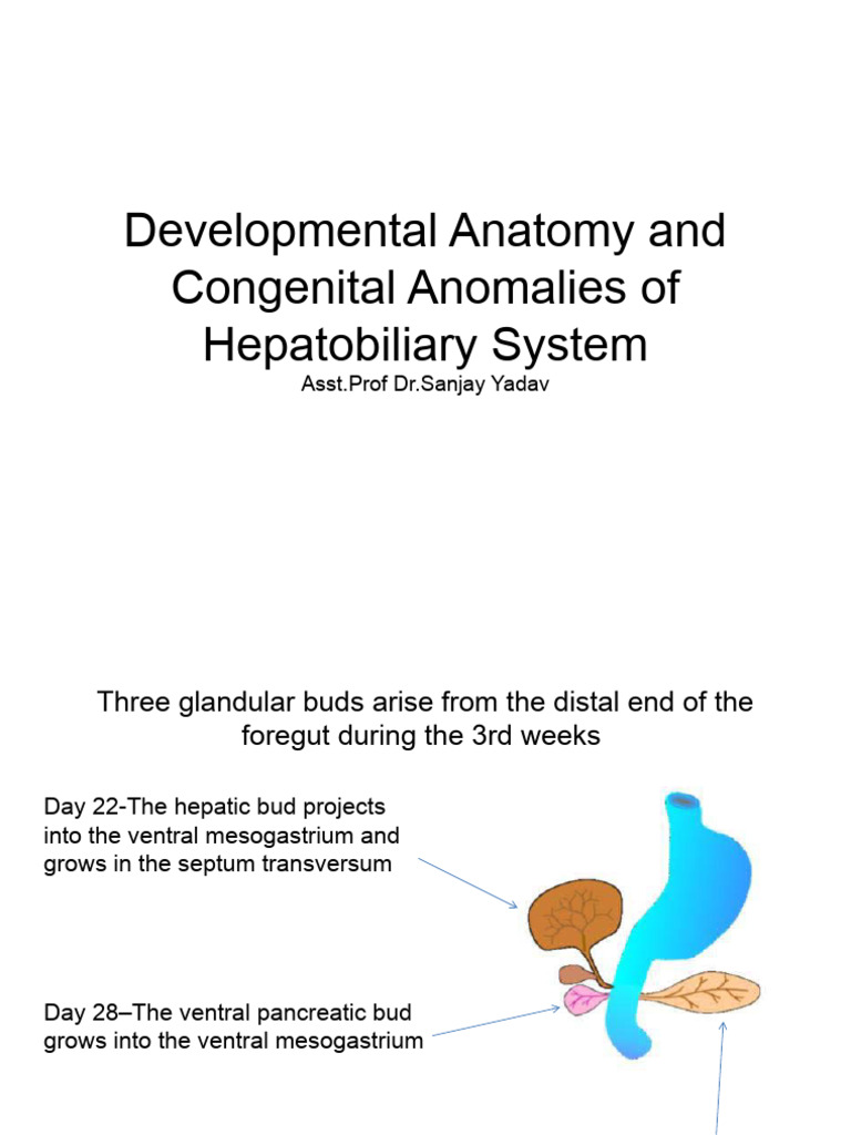 Hepatobiliary System Development Overview | PDF | Liver | Gallbladder