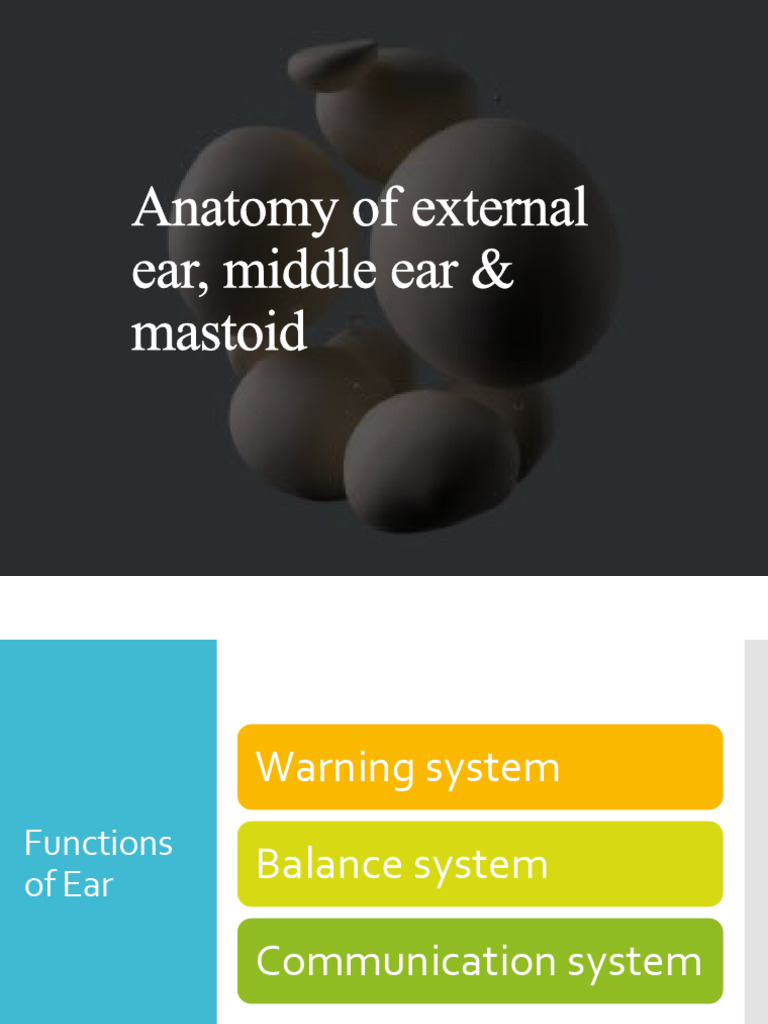 Anatomy and Functions of the Ear | PDF | Ear | Human Head And Neck